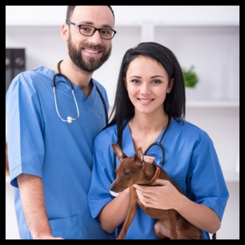 Canine and Feline CPR and Advanced Life Support – Pet Emergency Academy